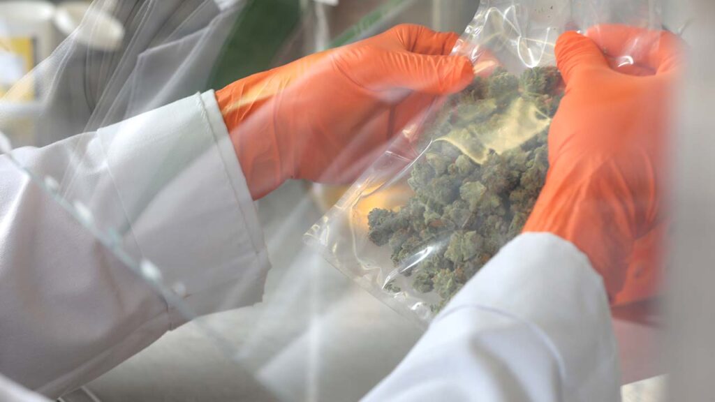 Missouri establishing cannabis reference testing lab to improve ...